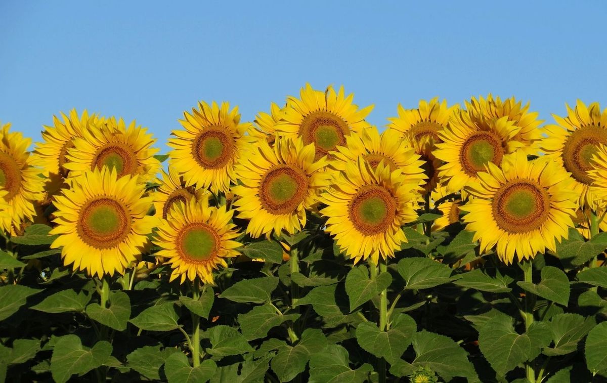 15 Best Sunflower Fields in New York with Secret Local Tips